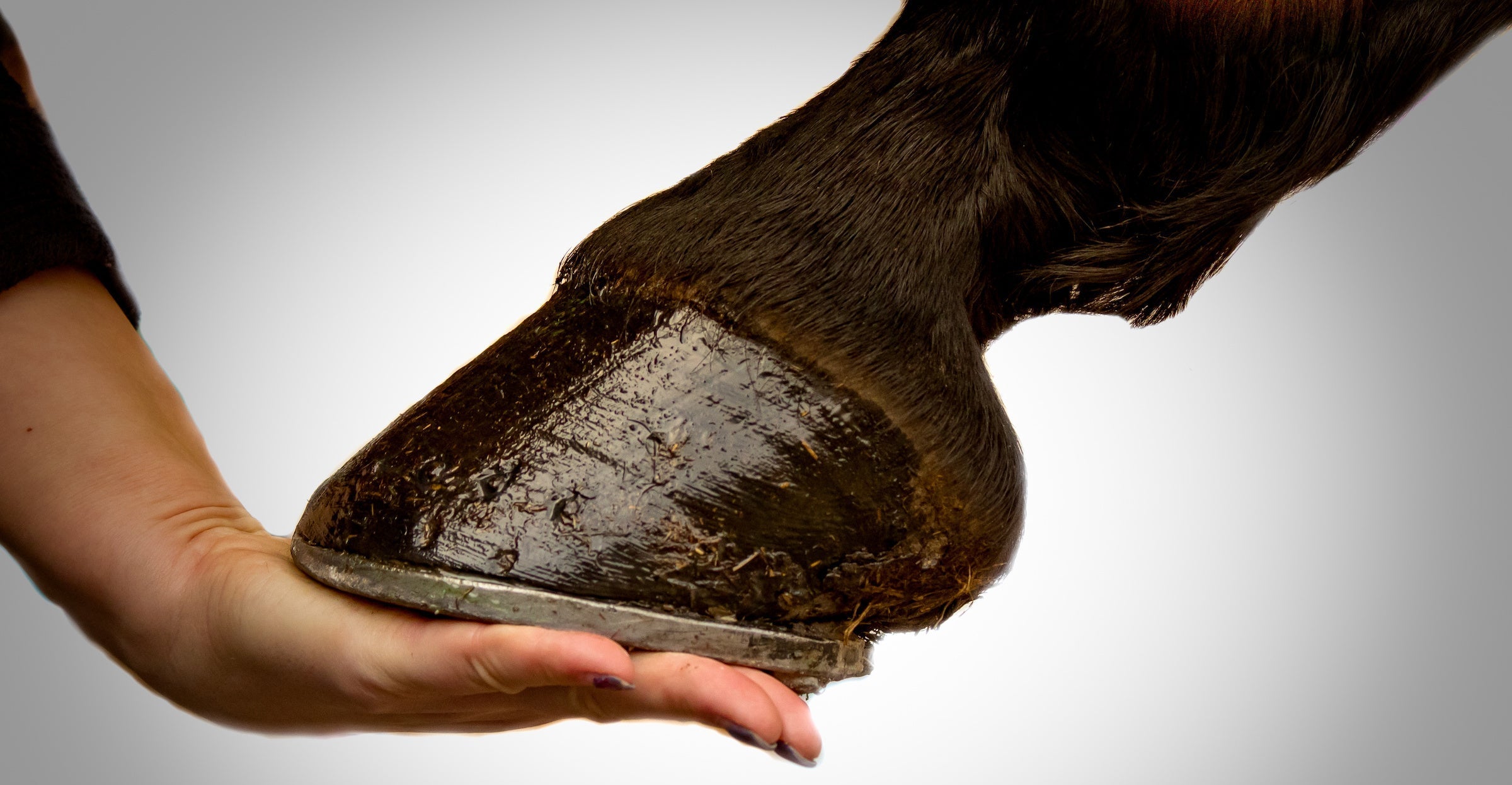 Comment immortaliser le sabot de votre cheval : guide complet – EquiPrint